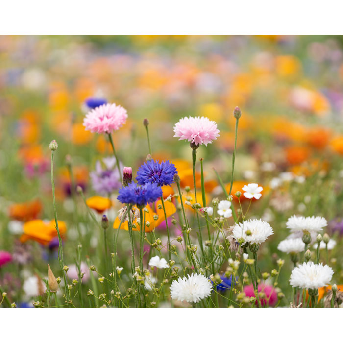 Semi fiori di campo su foglio A5 personalizzato | Stampasi