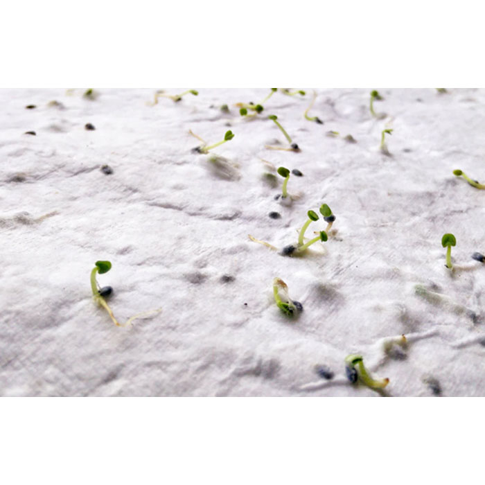 Semi fiori di campo su foglio A5 personalizzato | Stampasi